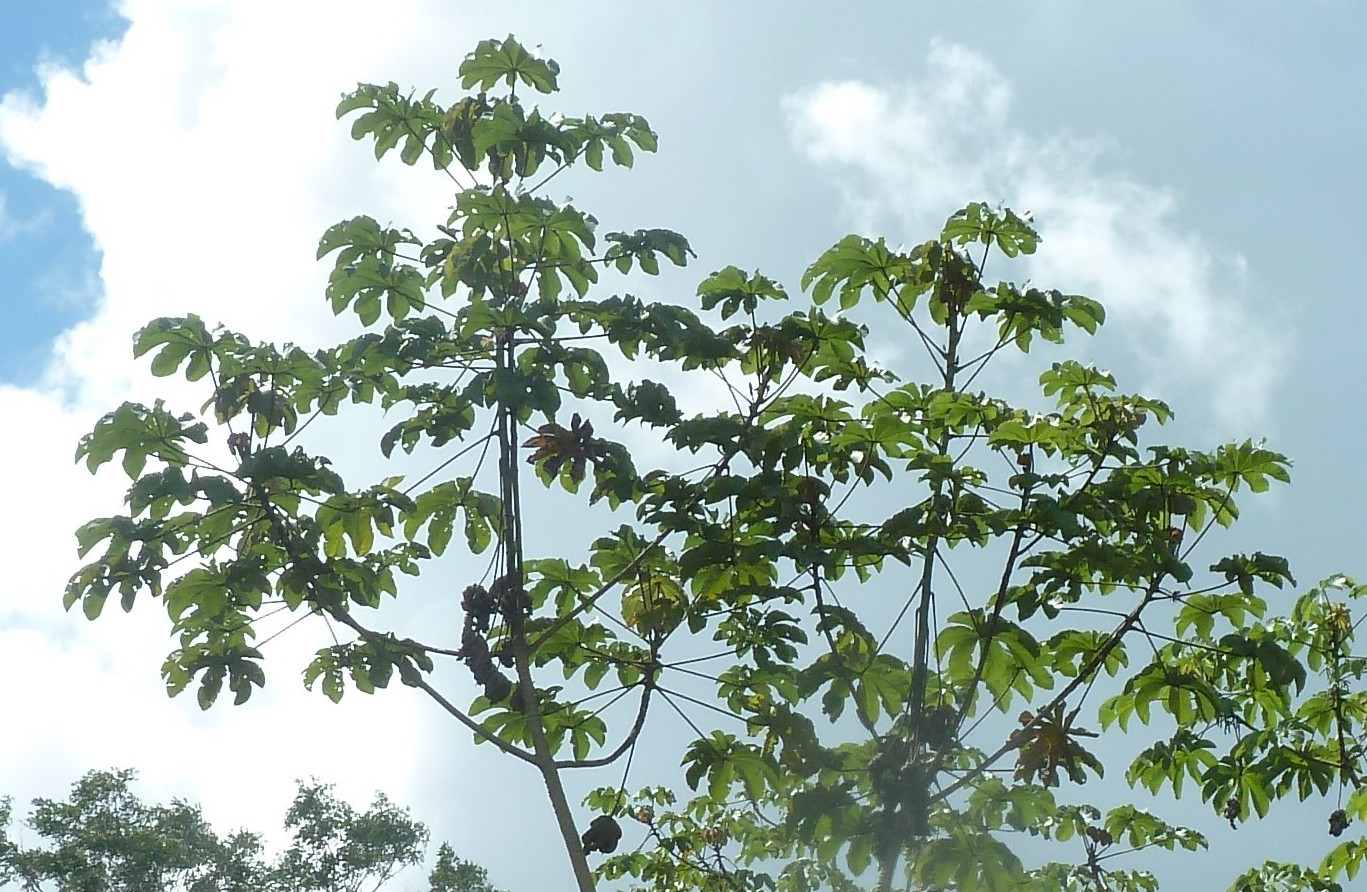 Common Medicinal Plants Growing in Belize – Belize Natural History Archive